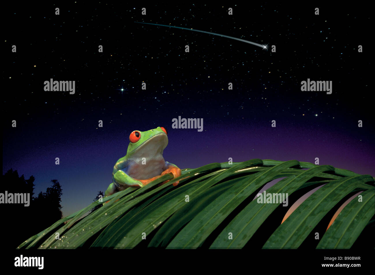Concepts # FL1094, Kitchin/Hurst; Frog, Shooting Star Stock Photo - Alamy