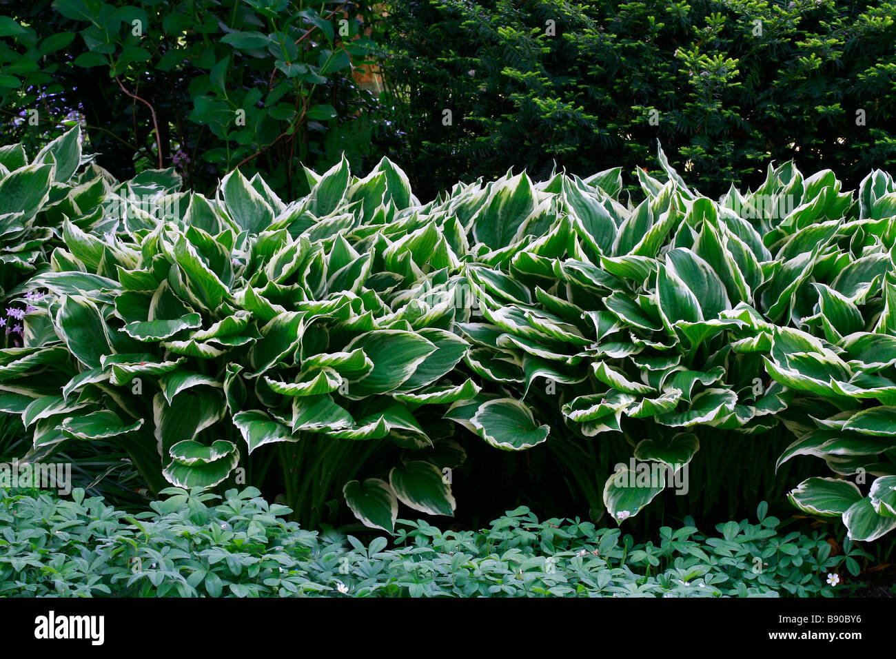 Hosta Moon River Stock Photo - Alamy