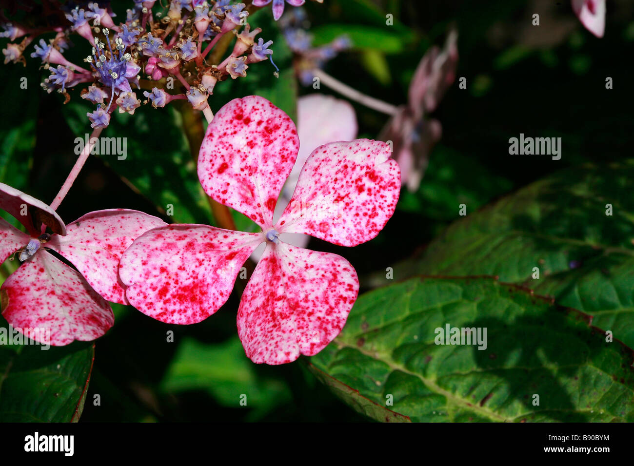 Hydrangea macrophylla serrata Blue Bird Stock Photo - Alamy