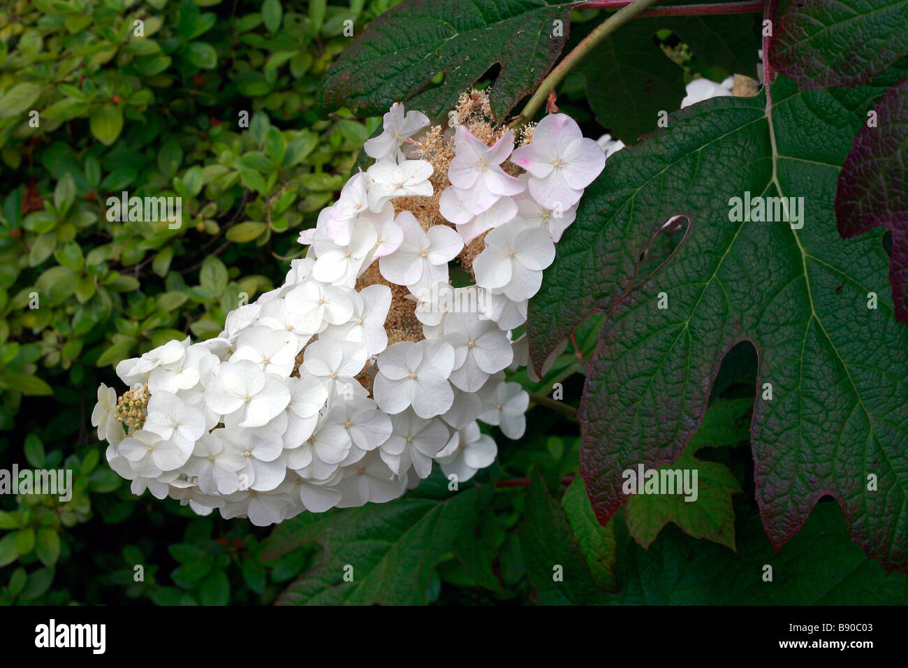 Hydrangea quercifolia Snow Flake Stock Photo - Alamy