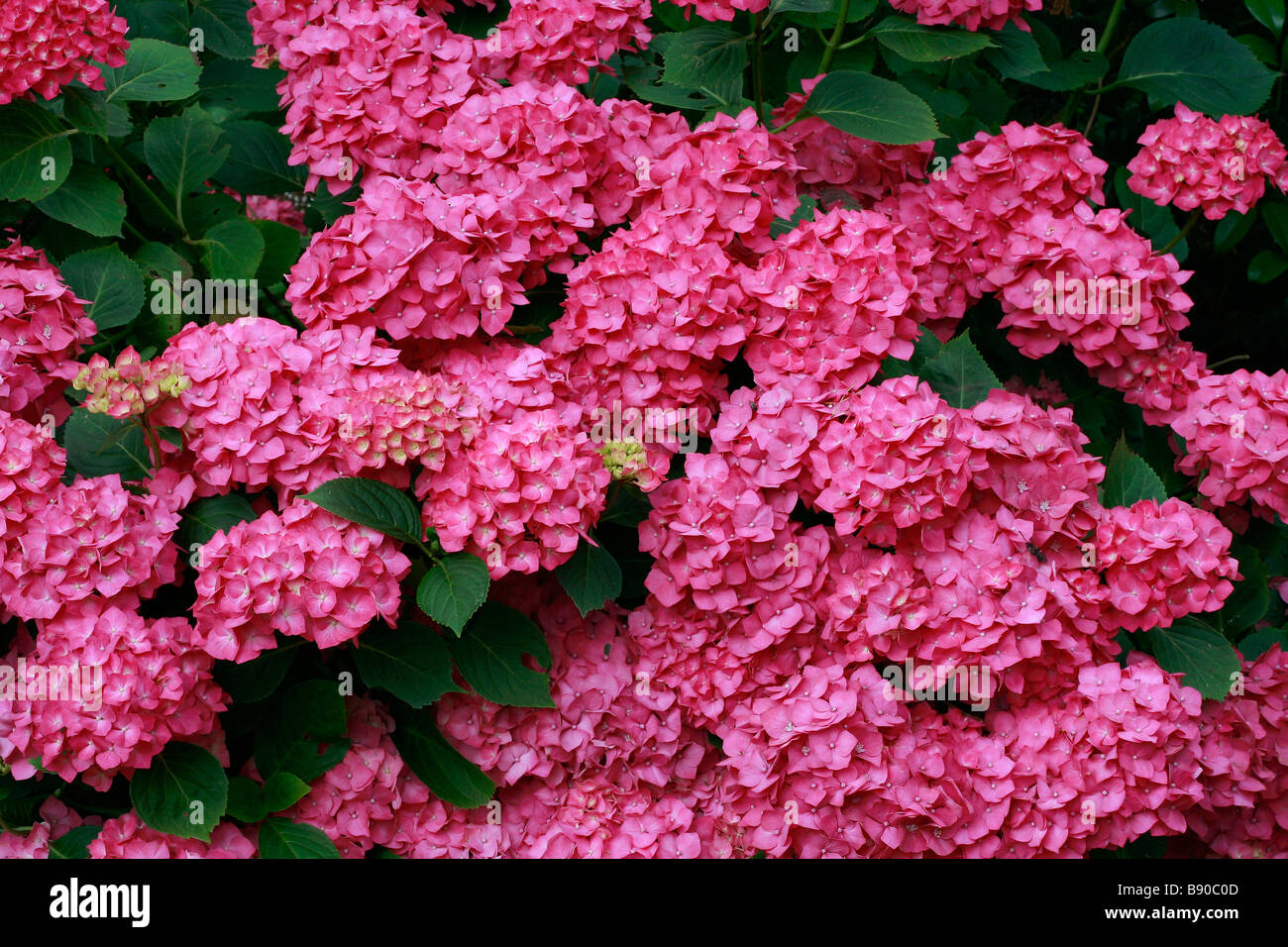 Hydrangea macrophylla altona hi-res stock photography and images - Alamy