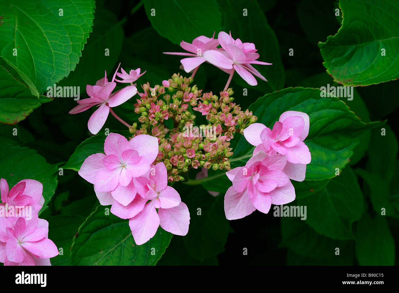 Hydrangea macrophylla Jogasaki Stock Photo - Alamy