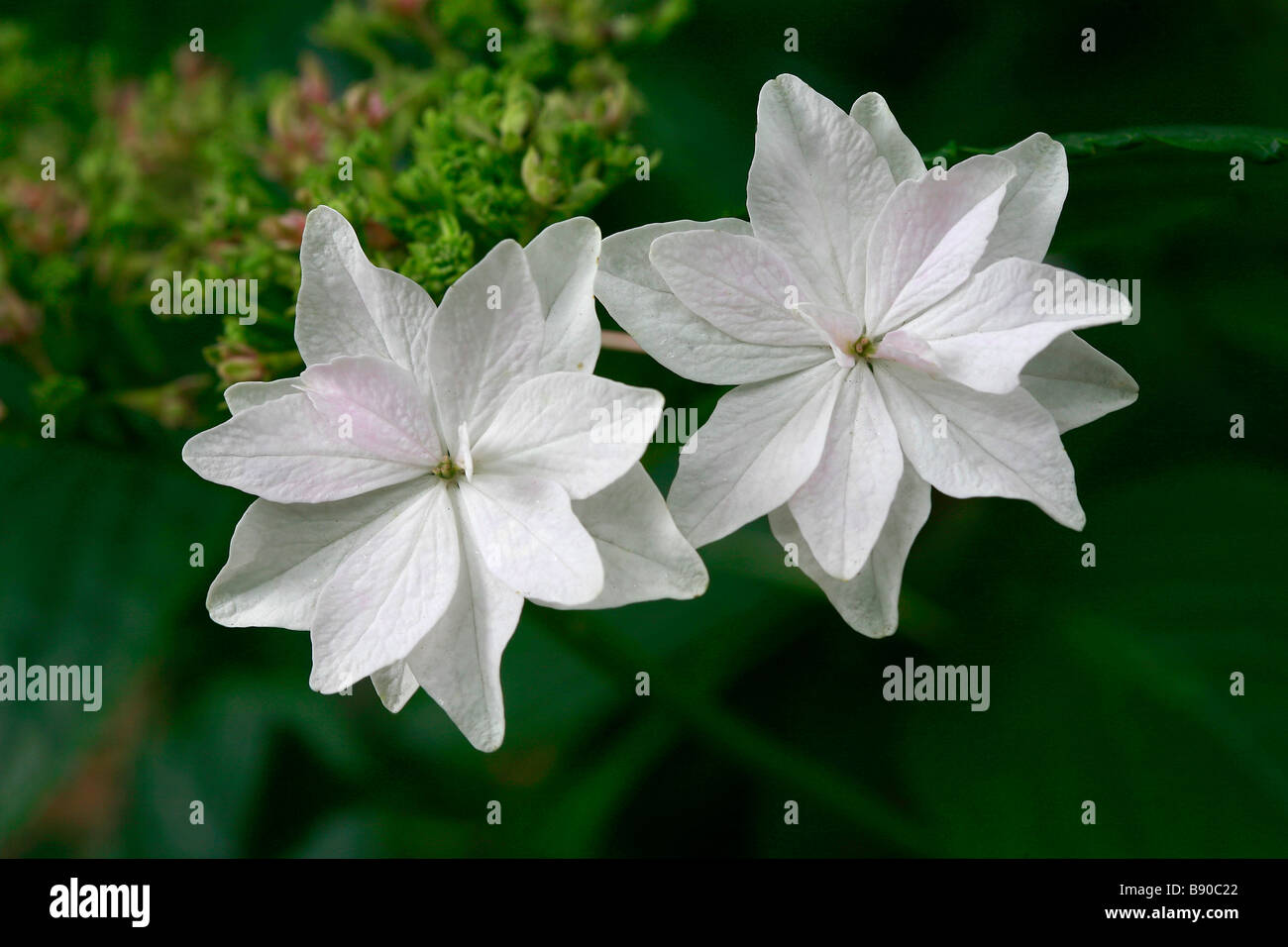 Hydrangea macrophylla Hanabi Stock Photo - Alamy