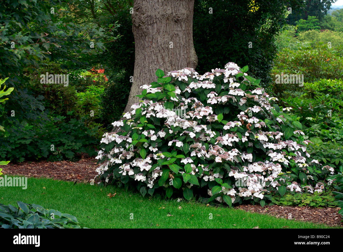 Hydrangea macrophylla Hanabi Stock Photo - Alamy