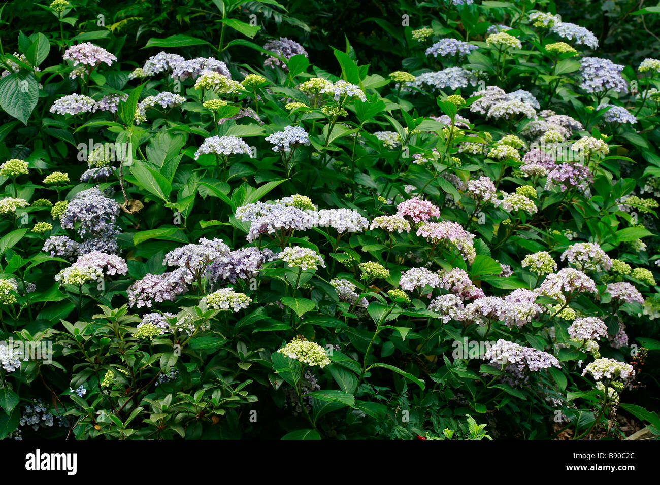 Hydrangea Macrophylla Ayesha High Resolution Stock Photography and Images - Alamy