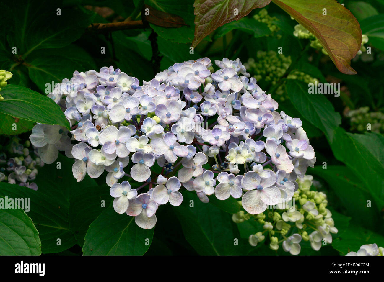 Hydrangea macrophylla Ayesha Stock Photo - Alamy