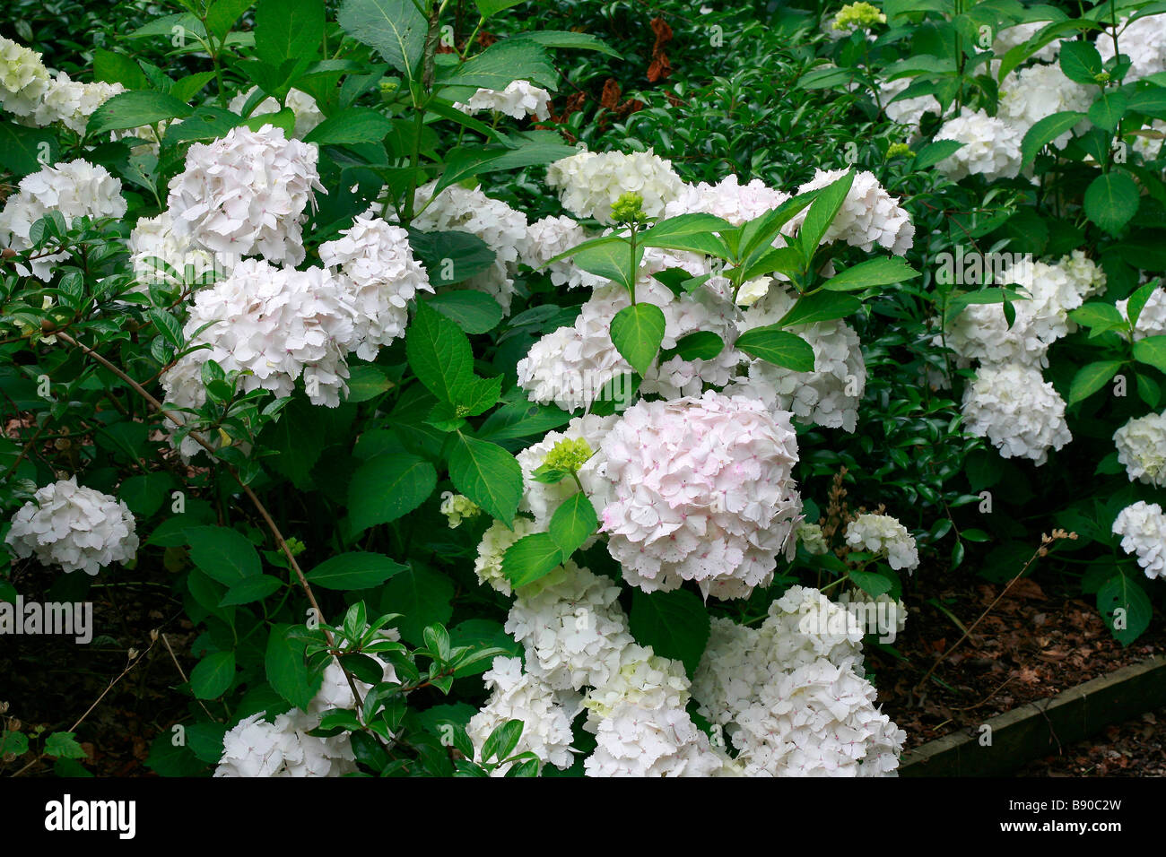 Hydrangea macrophylla Ayesha Stock Photo - Alamy