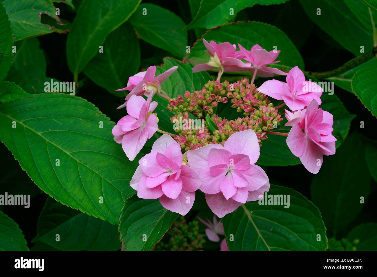 Hydrangea macrophylla Libelle Stock Photo - Alamy