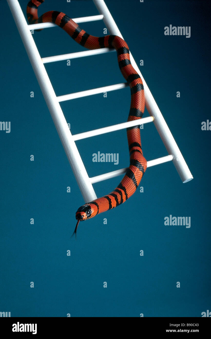 Snake Ladder Game High Resolution Stock Photography and Images - Alamy
