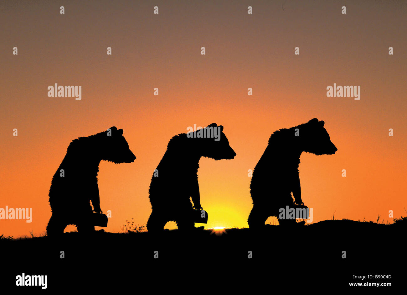 Work bears hi-res stock photography and images - Alamy