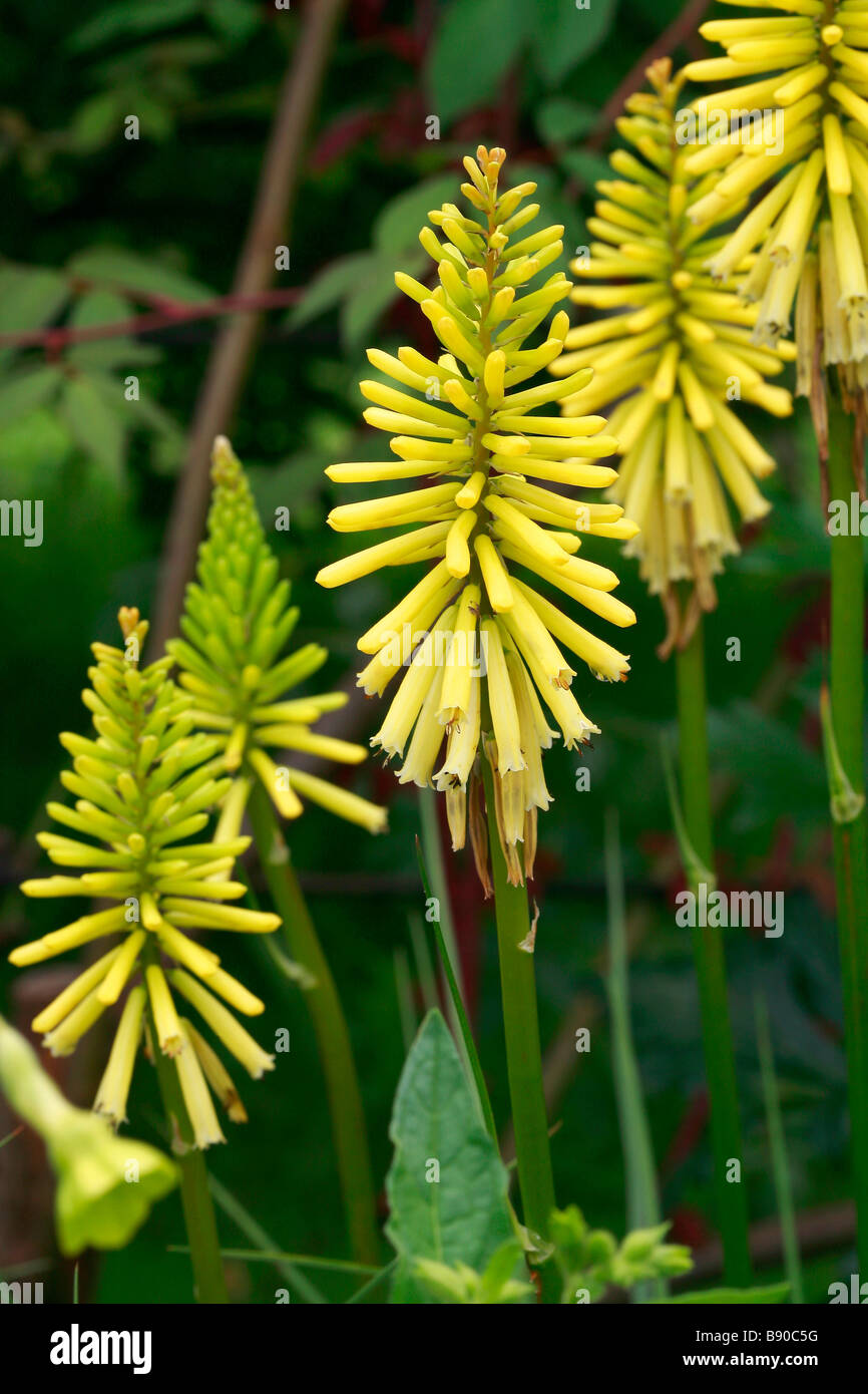 Kniphofia Primrose Beauty Stock Photo - Alamy