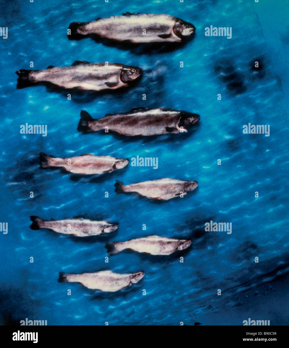 Abstract marine still life for your hi-res stock photography and images ...