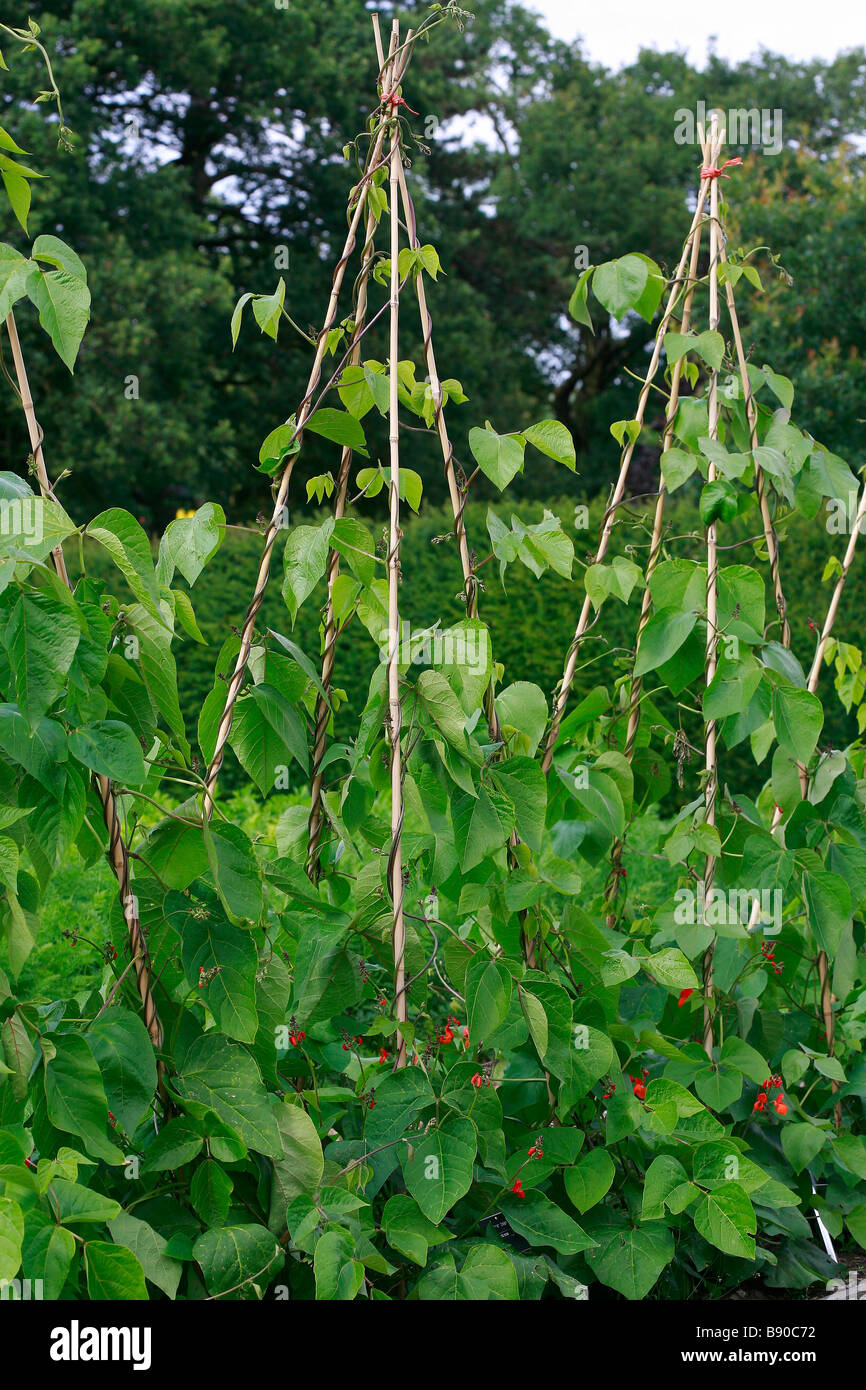 Supports for beans Stock Photo - Alamy