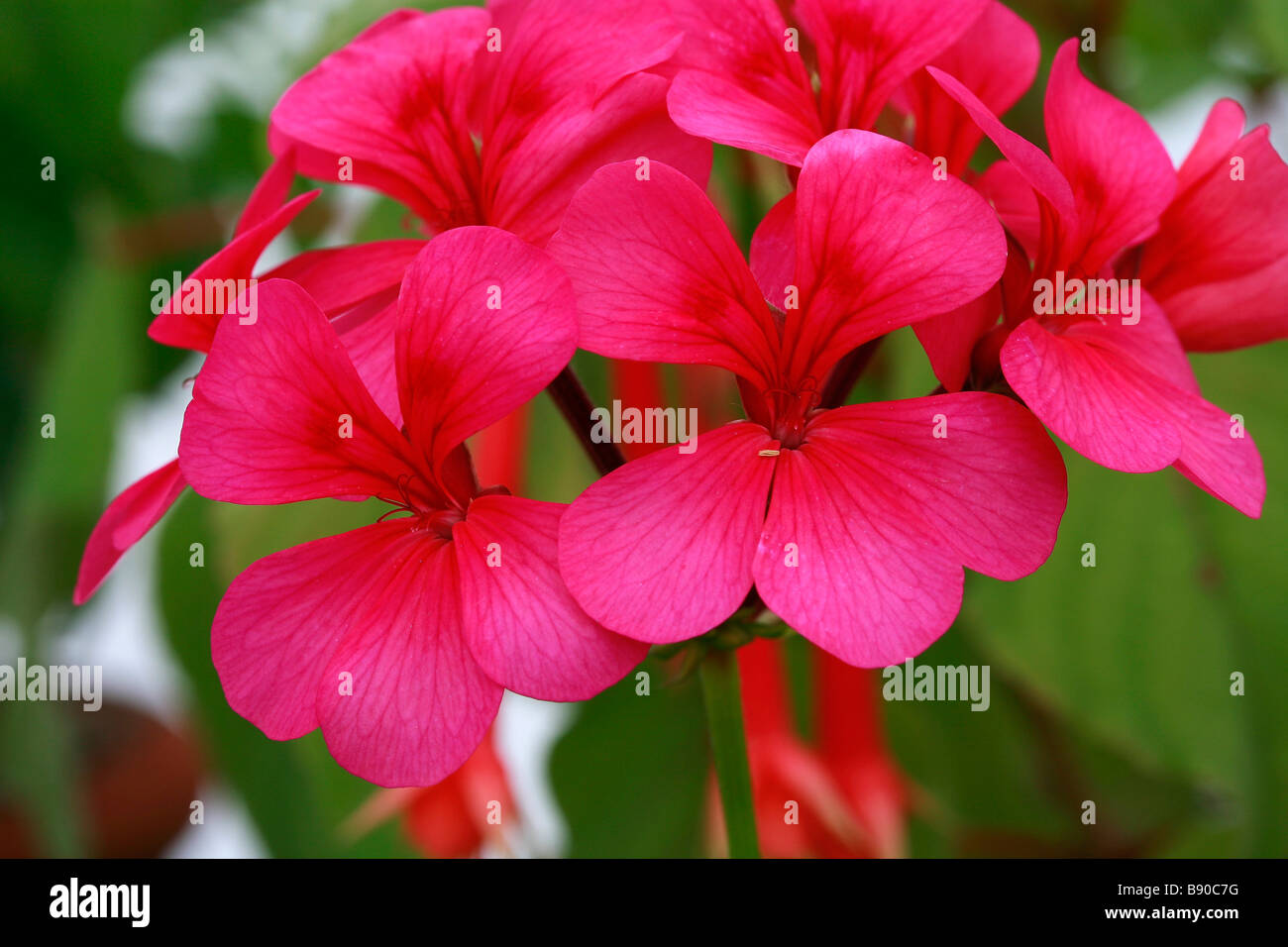 Pelargonium peltatum hi-res stock photography and images - Alamy