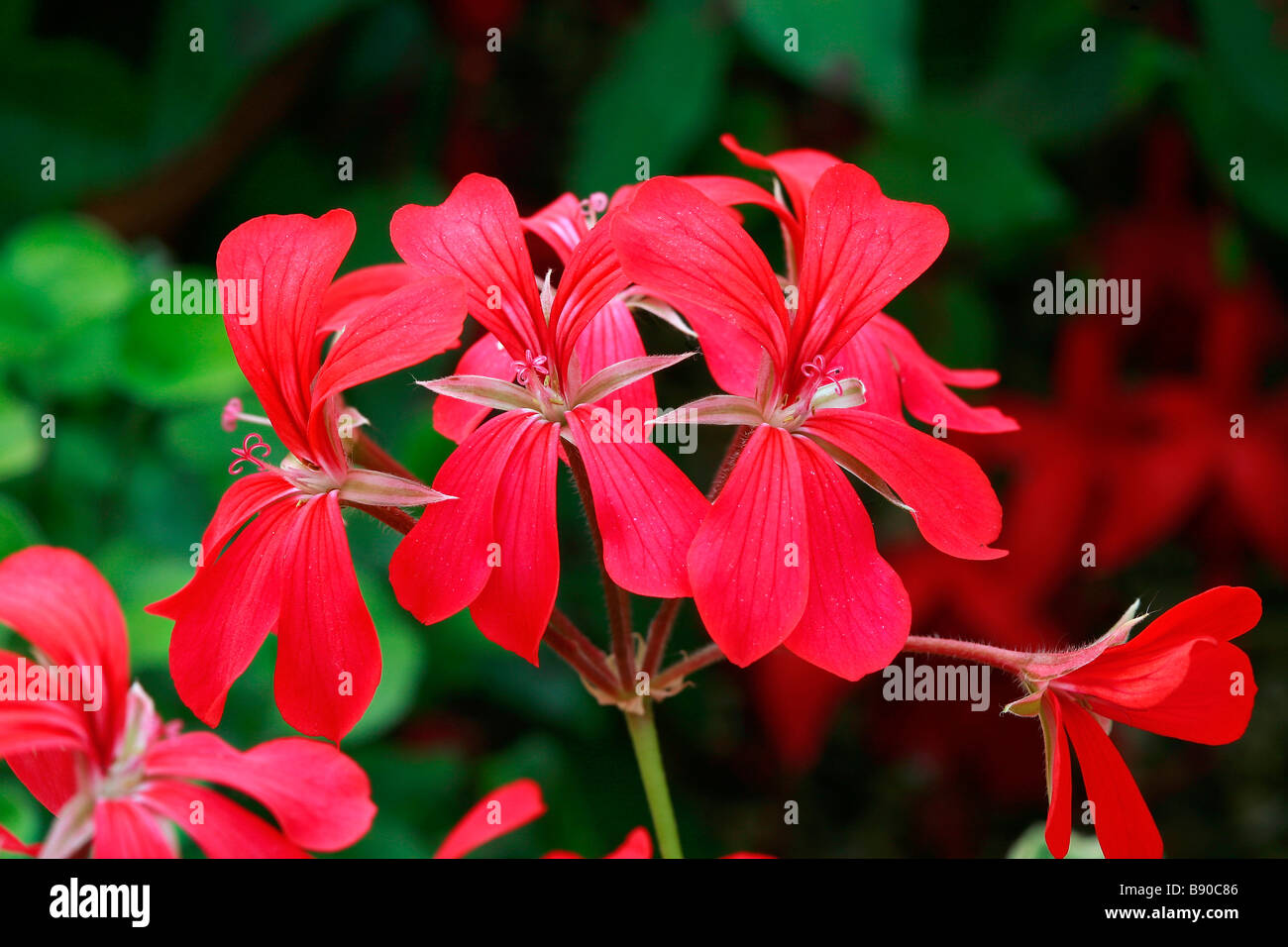 Pelargonium peltatum, hybrid Stock Photo - Alamy