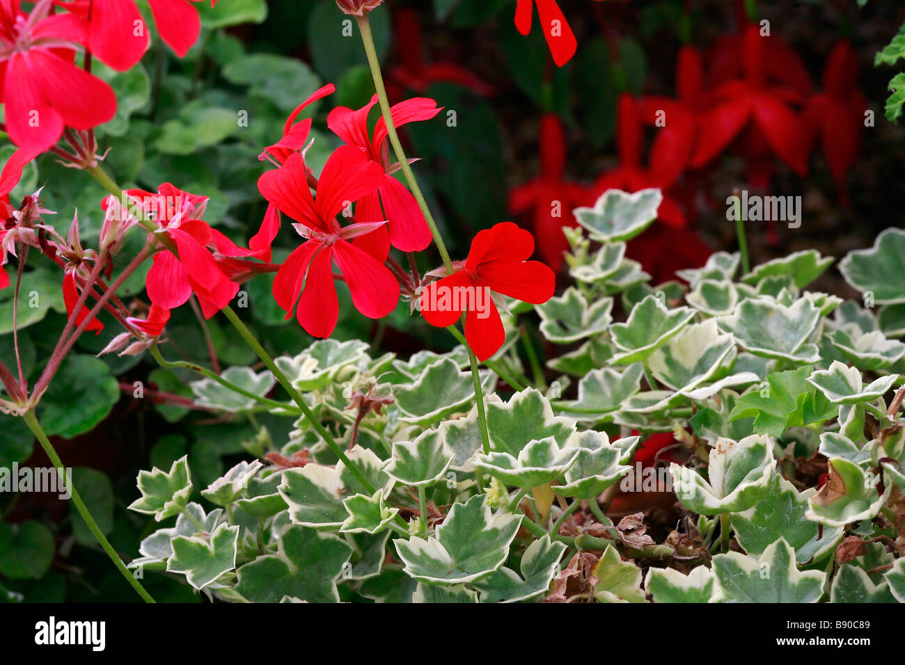 Pelargonium peltatum, hybrid Stock Photo - Alamy
