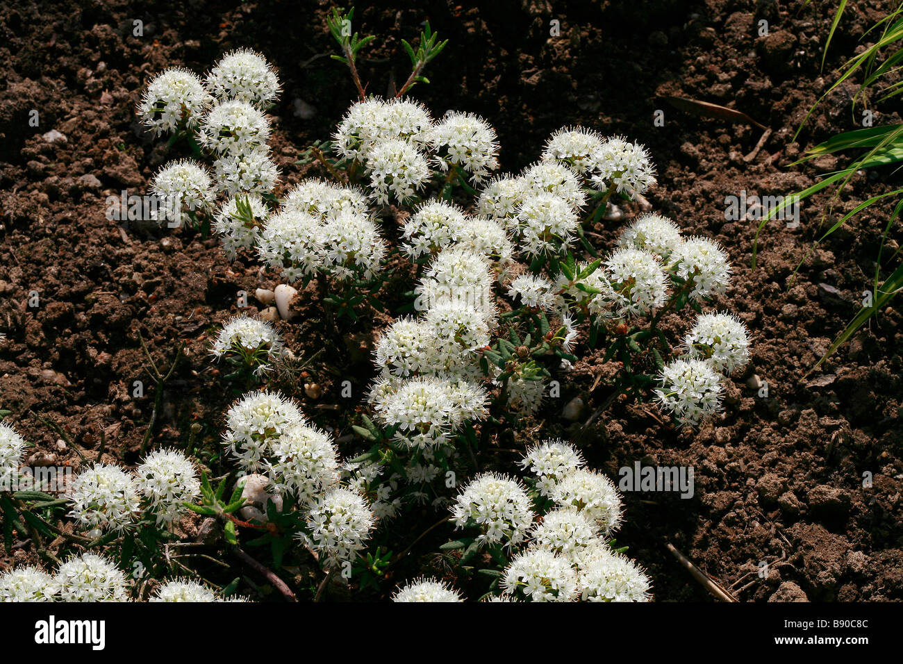 Ledum groenlandicum hi-res stock photography and images - Alamy