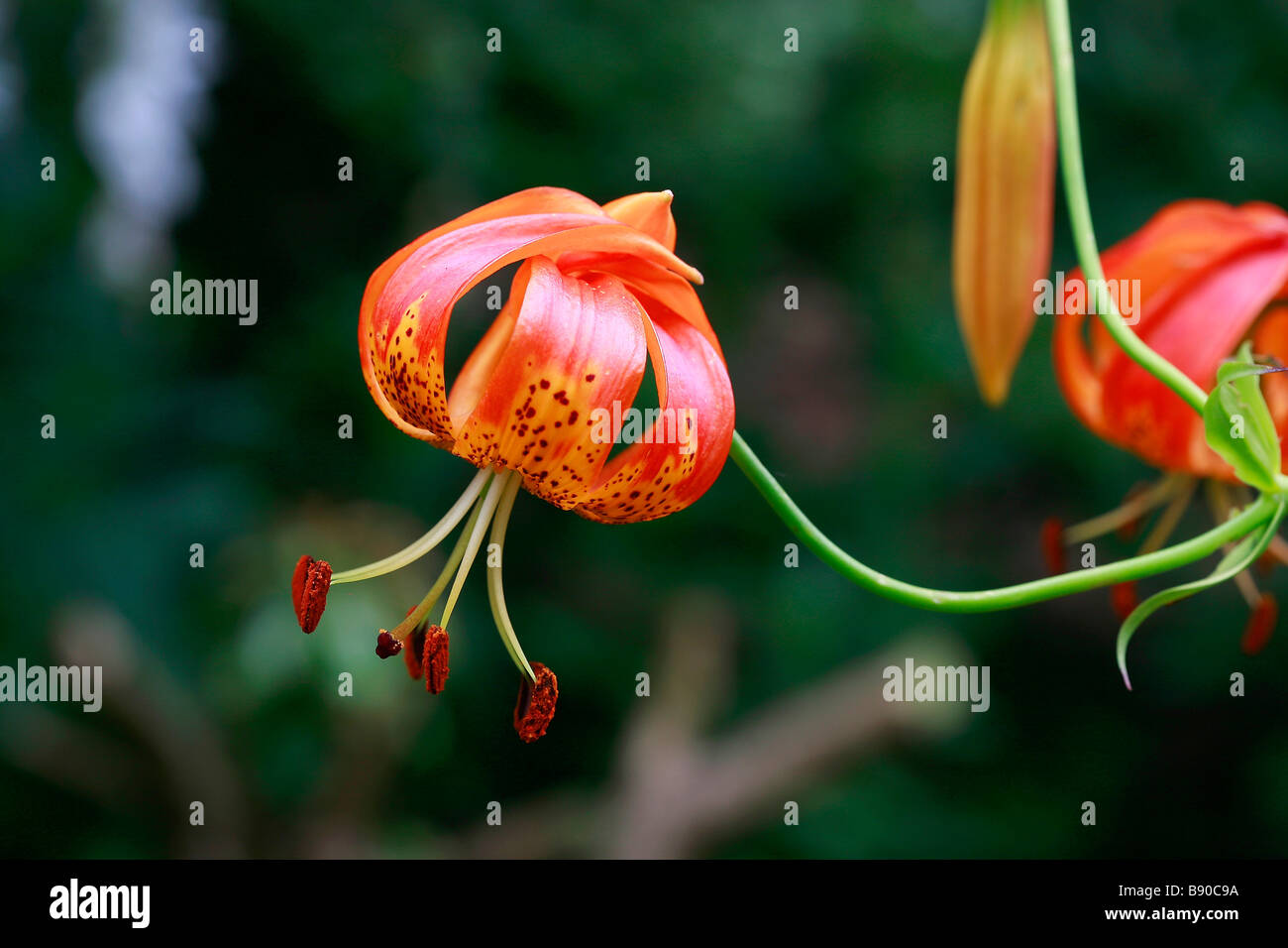 Lilium "Bellingham Hybrid Stock Photo - Alamy