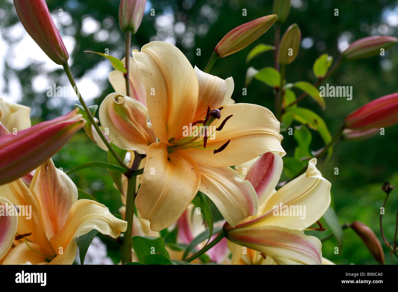 Orania hi-res stock photography and images - Alamy