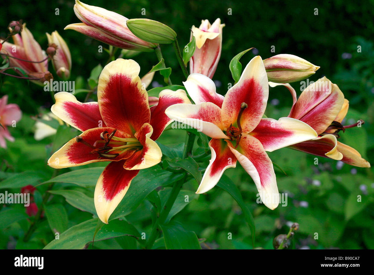 Lilium "Red Dutch Stock Photo - Alamy