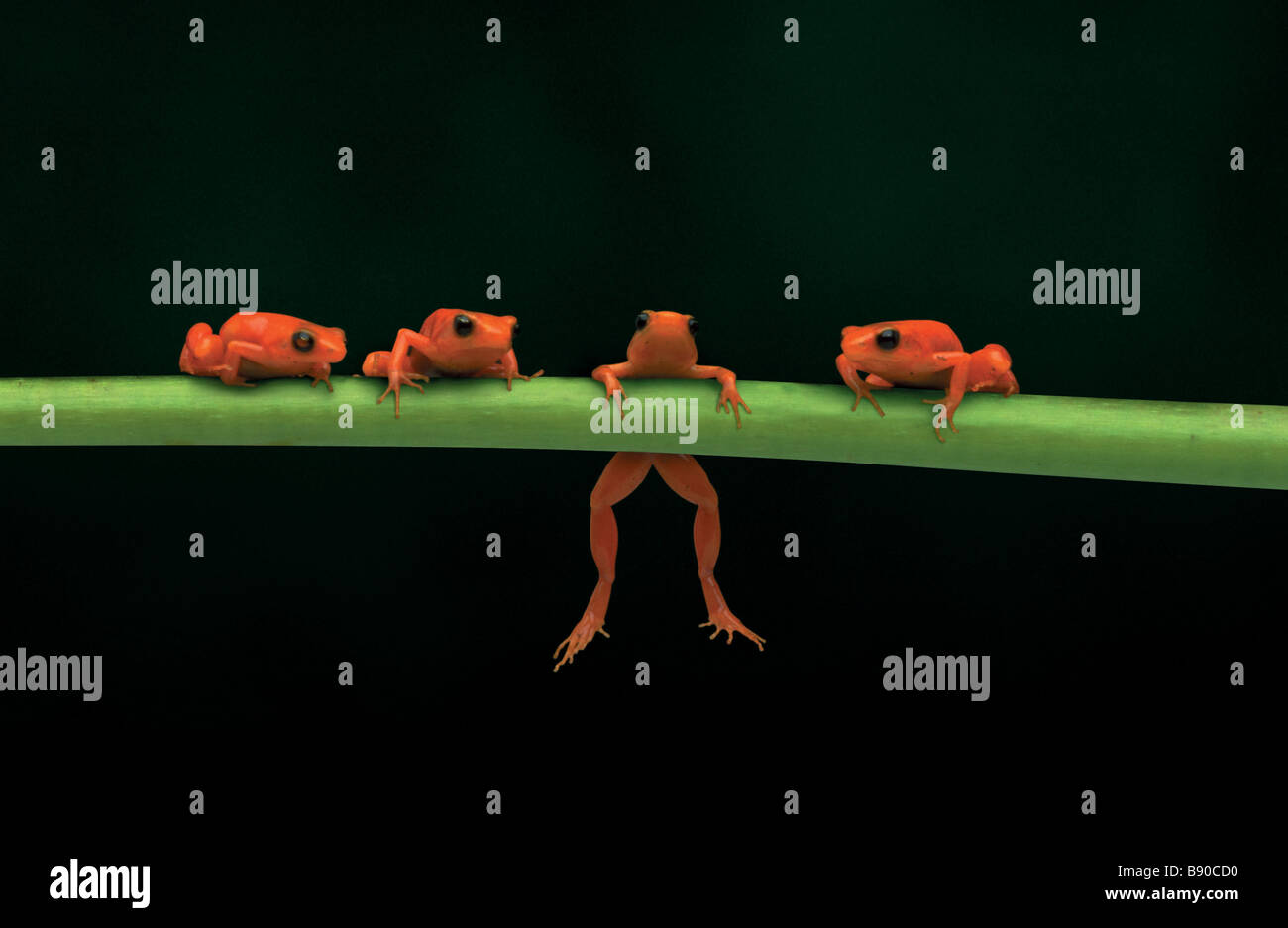 Animal falling hi-res stock photography and images - Alamy