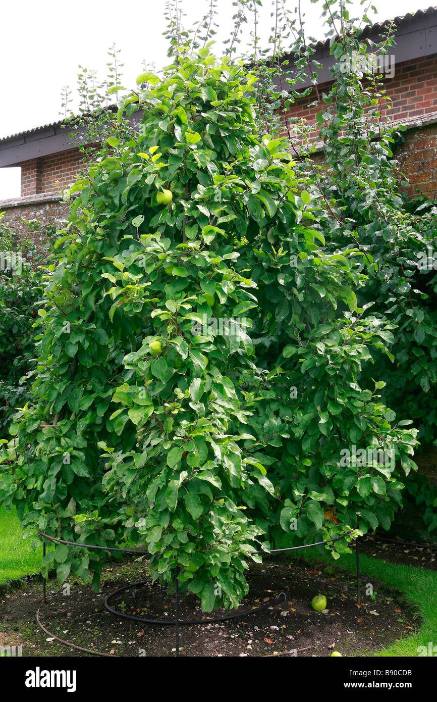 Apple tree "Emmet Early Stock Photo - Alamy