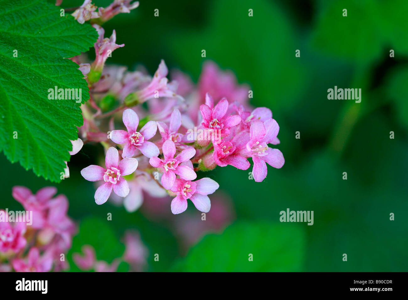 Neillia sinensis hi-res stock photography and images - Alamy