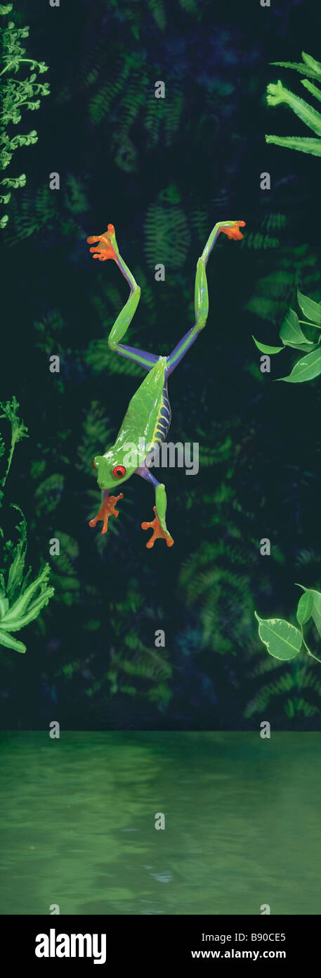 Concepts # FL1143, Kitchin/Hurst; Frog Leaping into Water Stock Photo ...