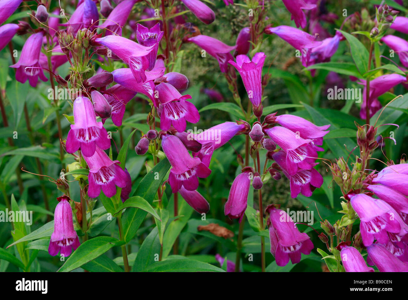 Penstemon "Sour Grapes Stock Photo - Alamy