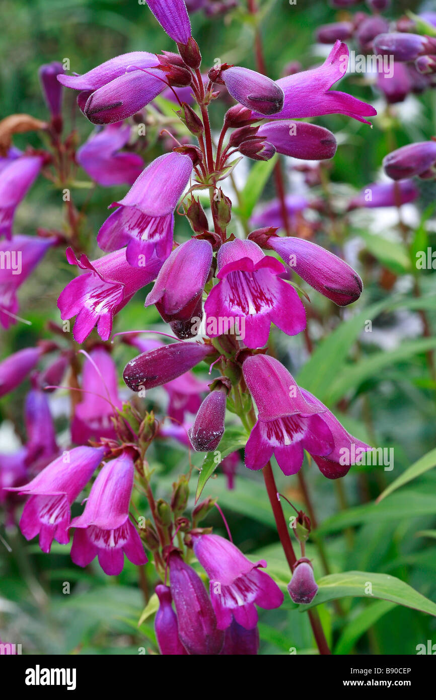 Penstemon "Sour Grapes Stock Photo - Alamy