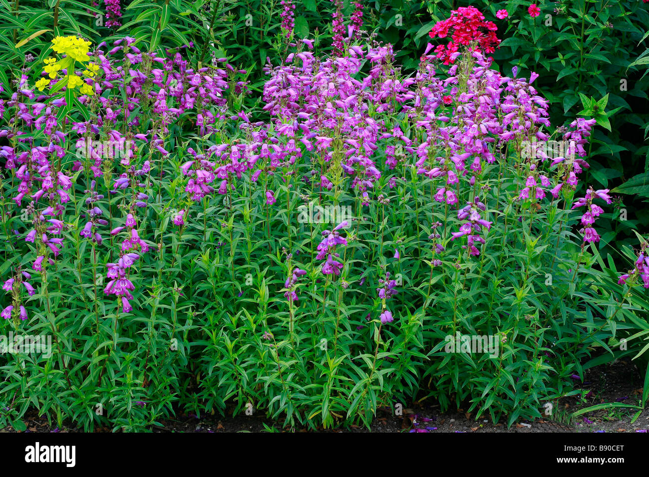 Penstemon "Sour Grapes Stock Photo - Alamy