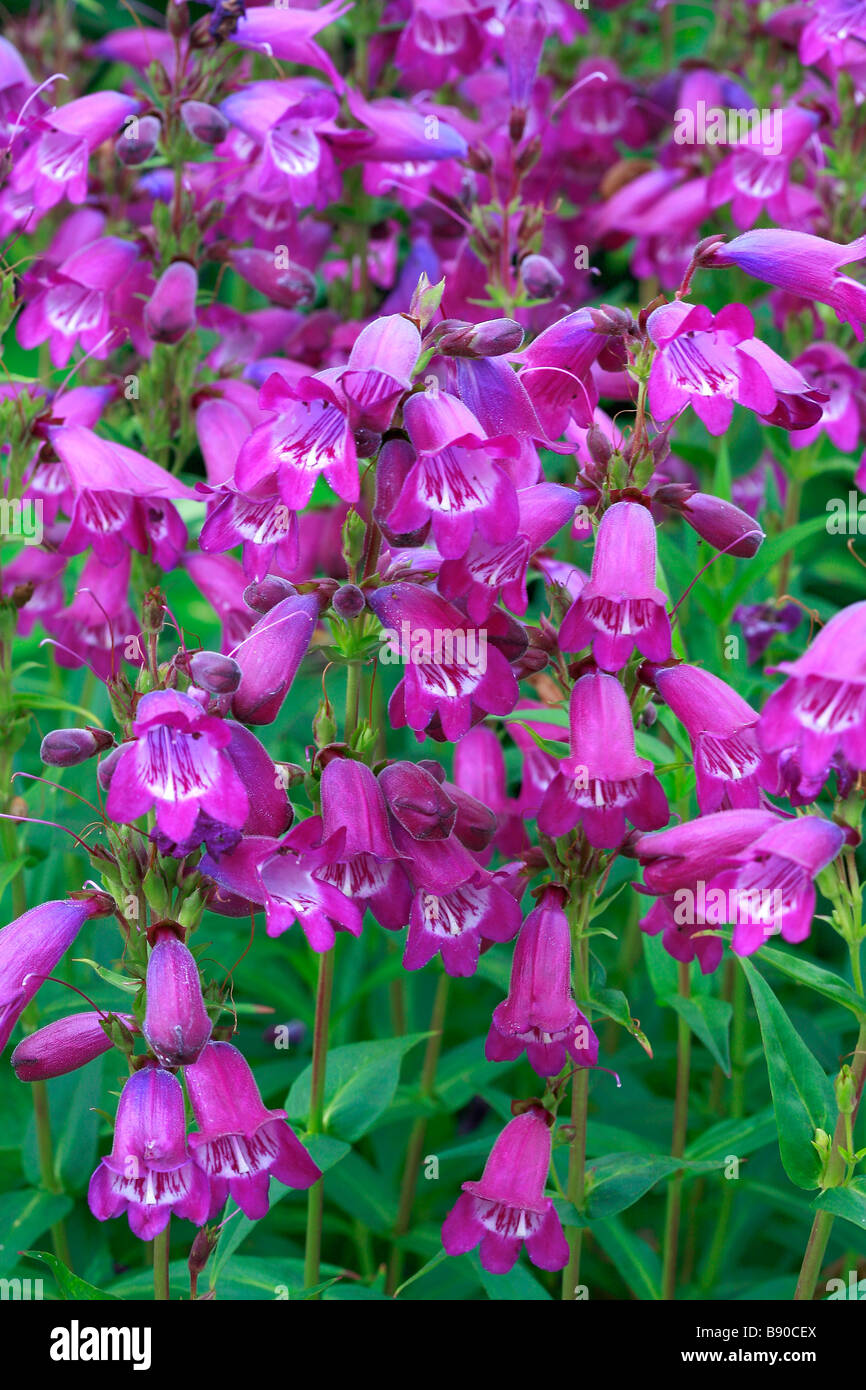 Penstemon "Sour Grapes Stock Photo - Alamy