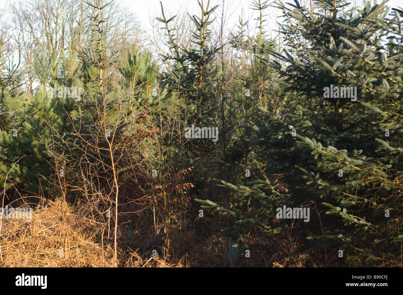 Sitka spruce forest at hi-res stock photography and images - Alamy