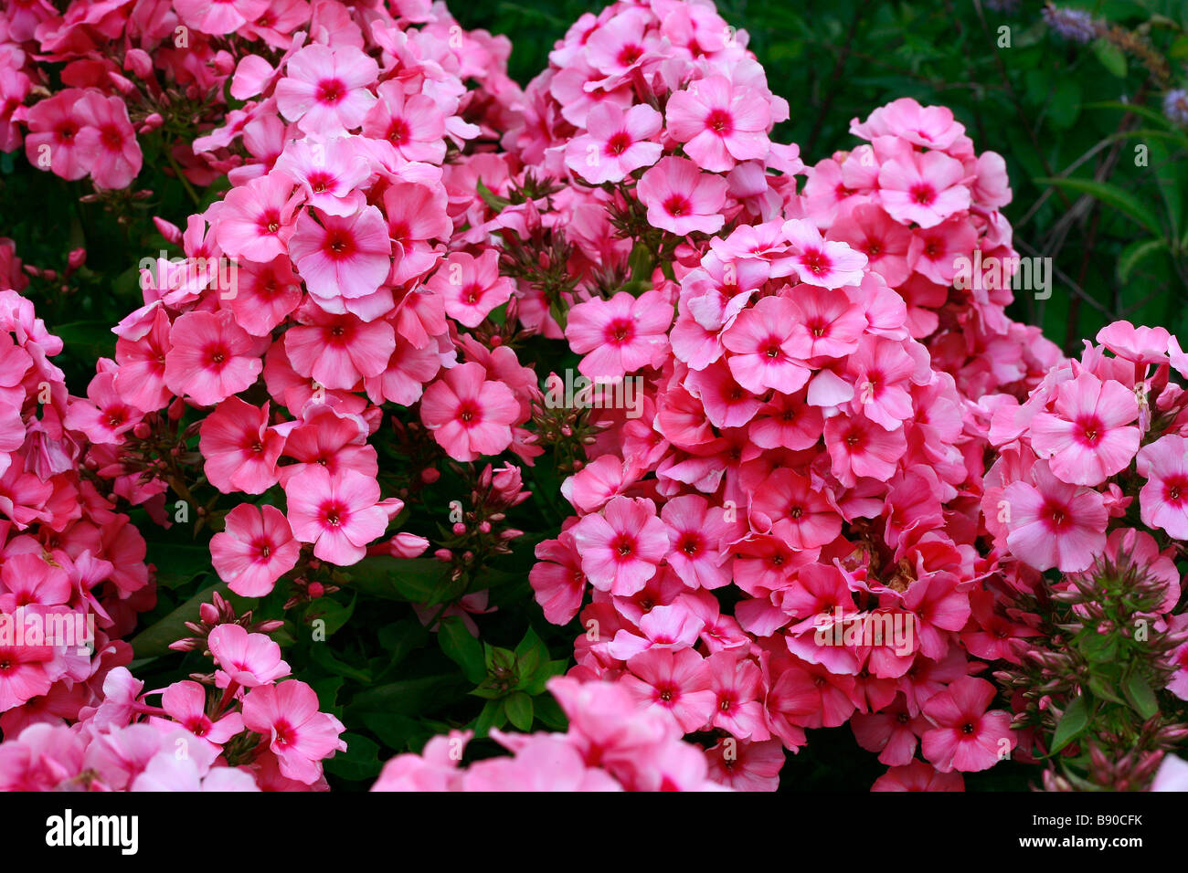 Phlox "Light Pink Flame Stock Photo - Alamy