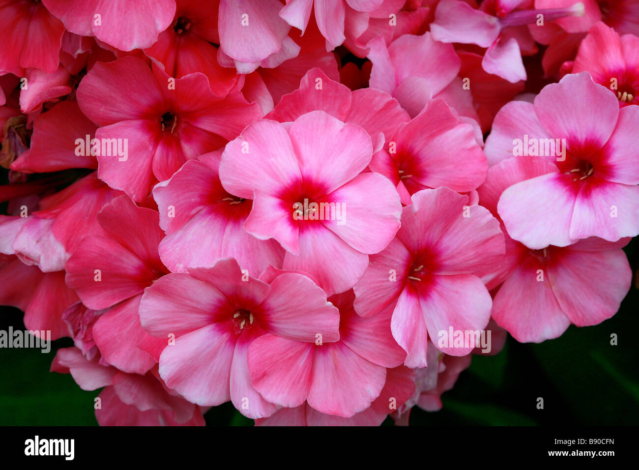 Phlox "Light Pink Flame Stock Photo - Alamy