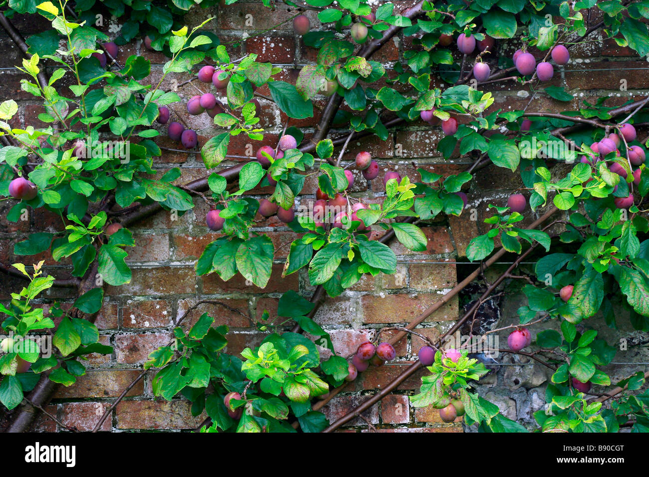 Plum tree, Italy Stock Photo - Alamy