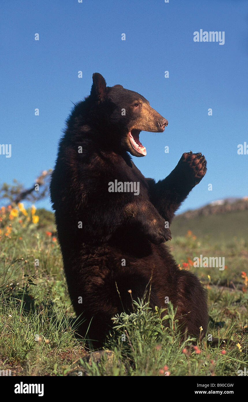 FL1155, Kitchin/Hurst; Black Bear Laughing Stock Photo - Alamy