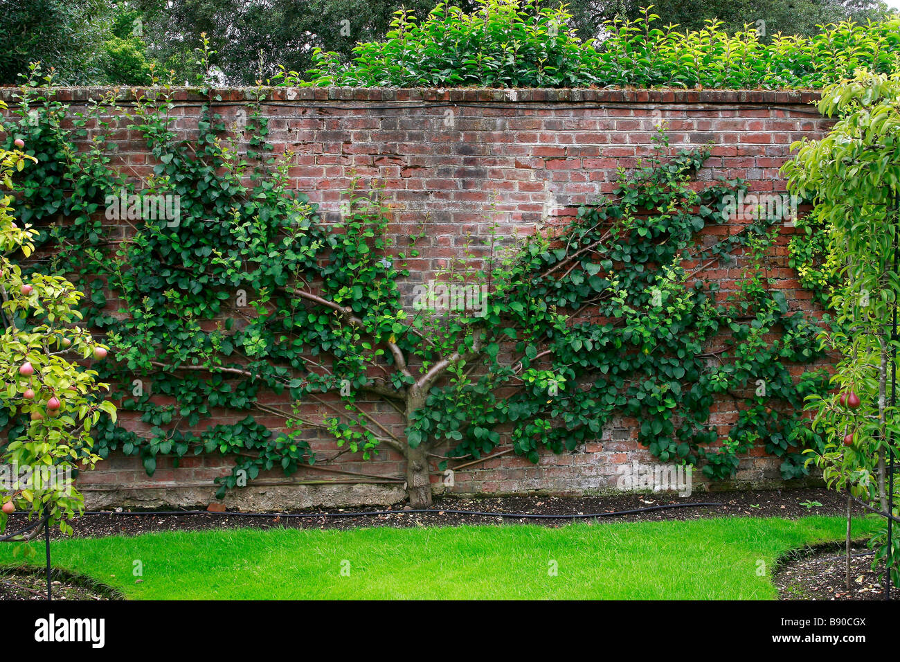 Plum tree, Italy Stock Photo - Alamy