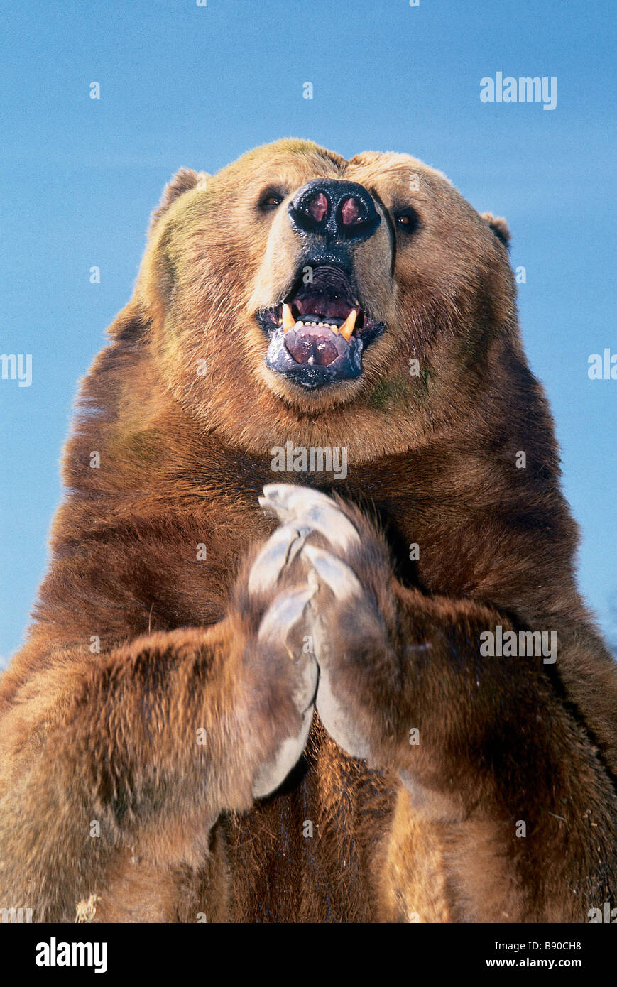 FL1156, Kitchin/Hurst; Brown Bear Praying Stock Photo - Alamy