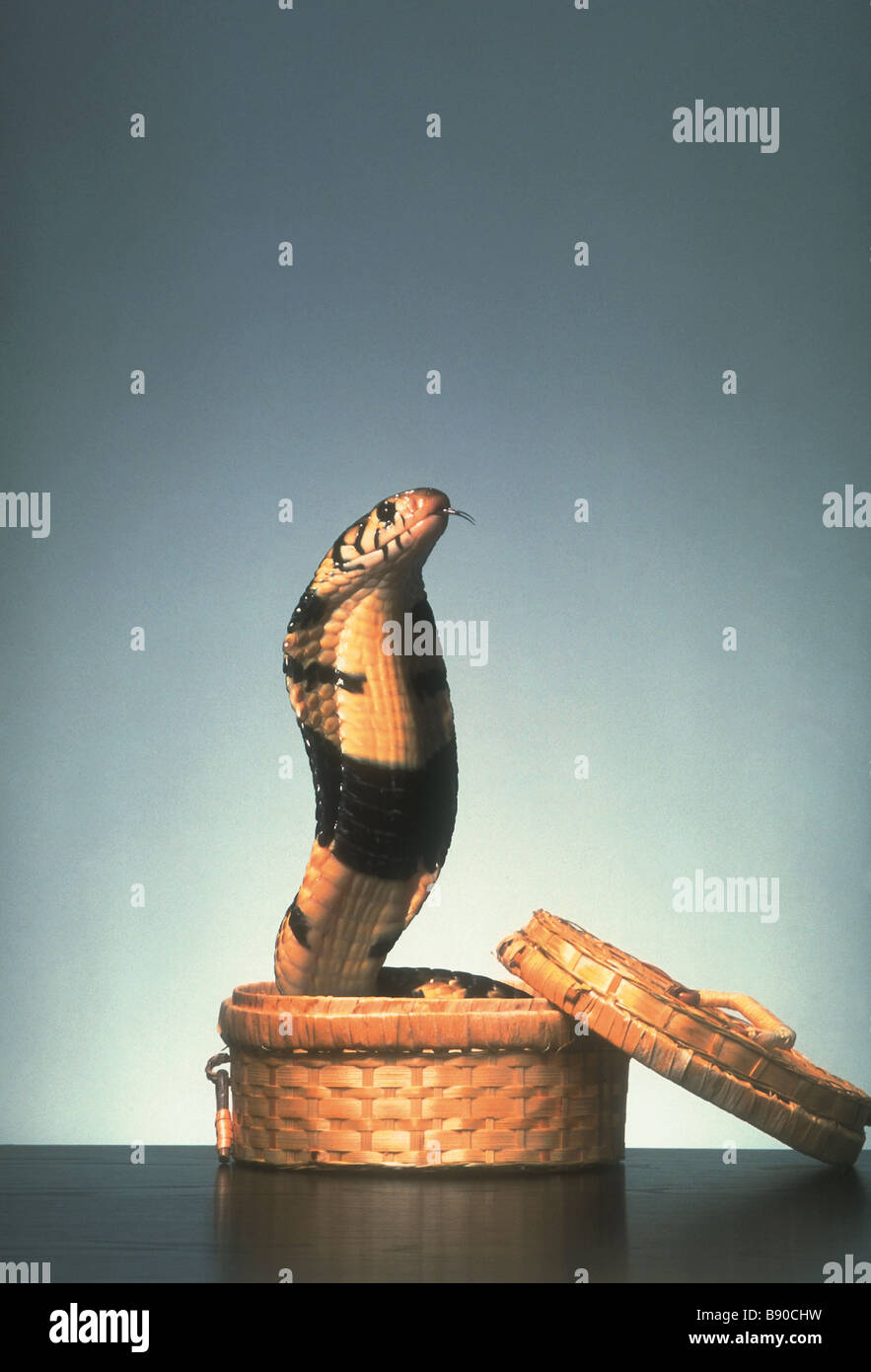 Basket of snake hi-res stock photography and images - Alamy