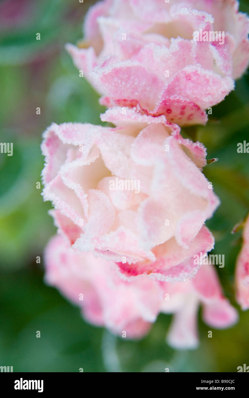 Frosty roses hi-res stock photography and images - Alamy