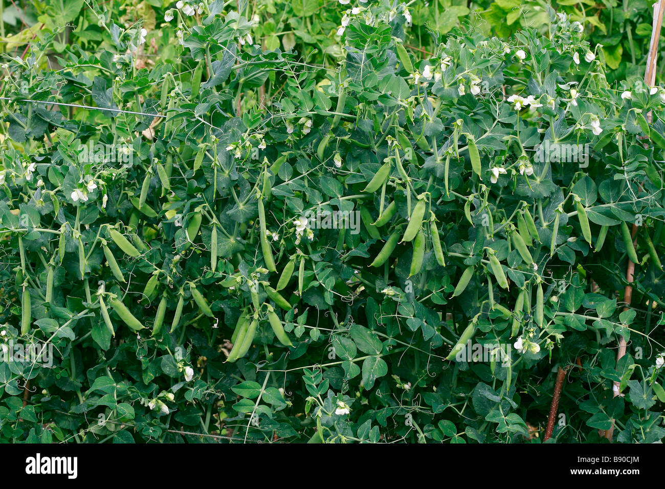 Pisum sativum hi-res stock photography and images - Alamy