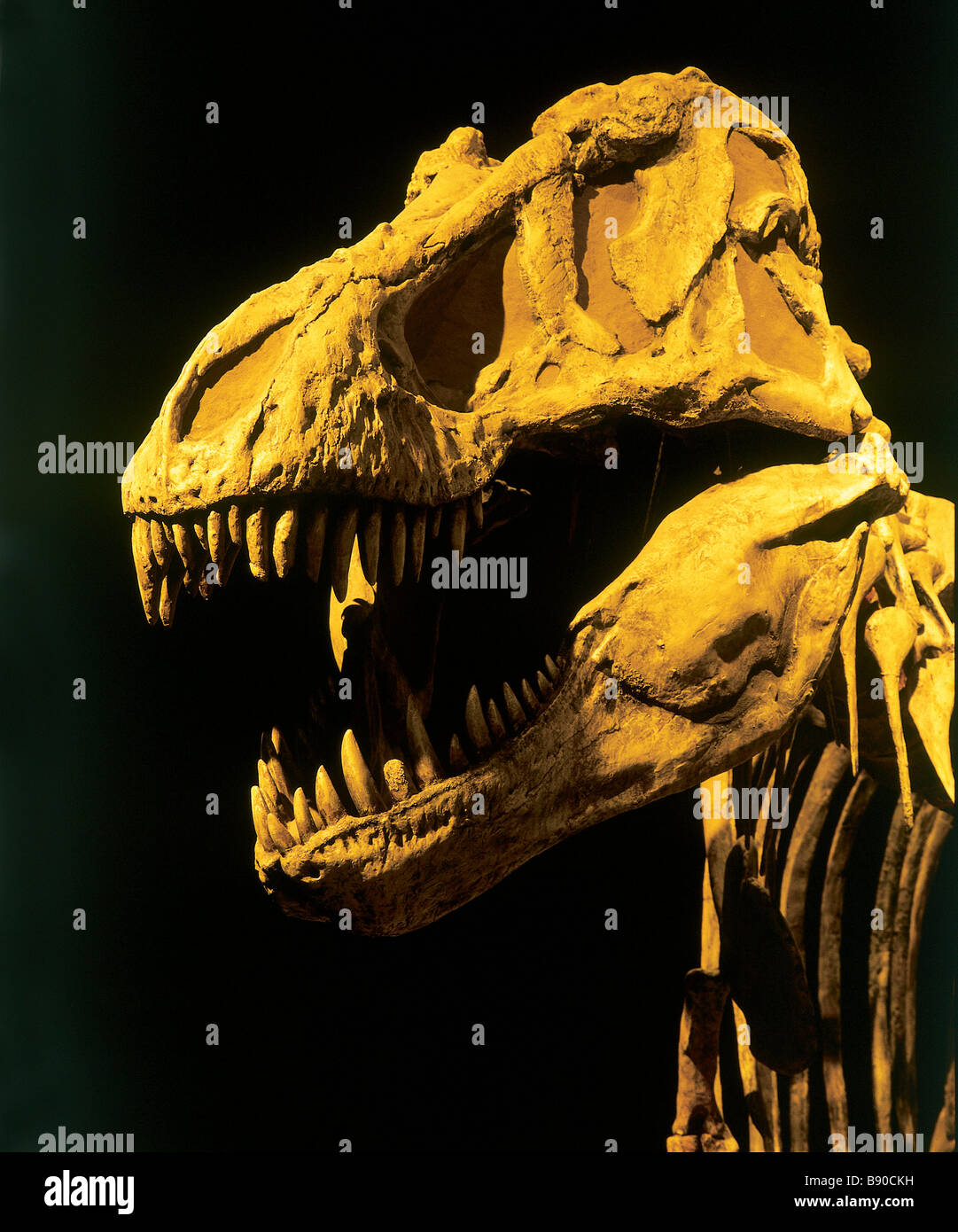 Dinosaur skeleton hi-res stock photography and images - Alamy