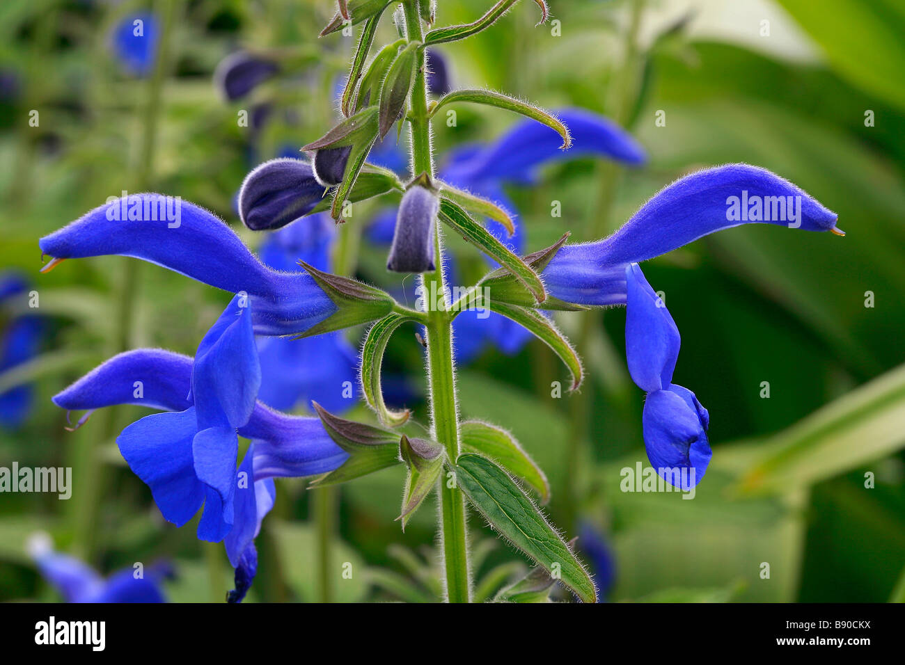 Salvia patens hi-res stock photography and images - Alamy