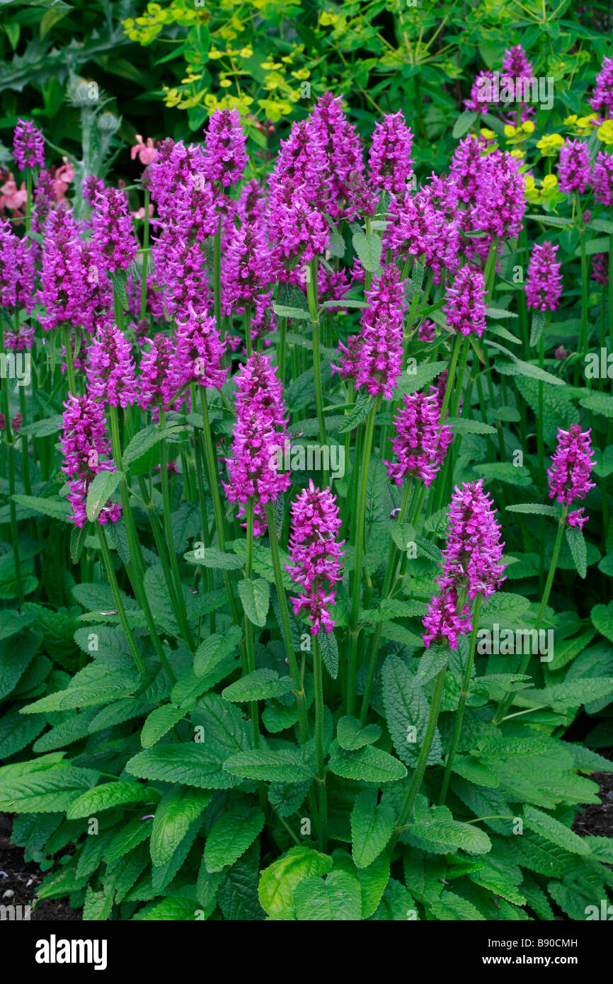 Stachys officinalis hummelo hi-res stock photography and images - Alamy