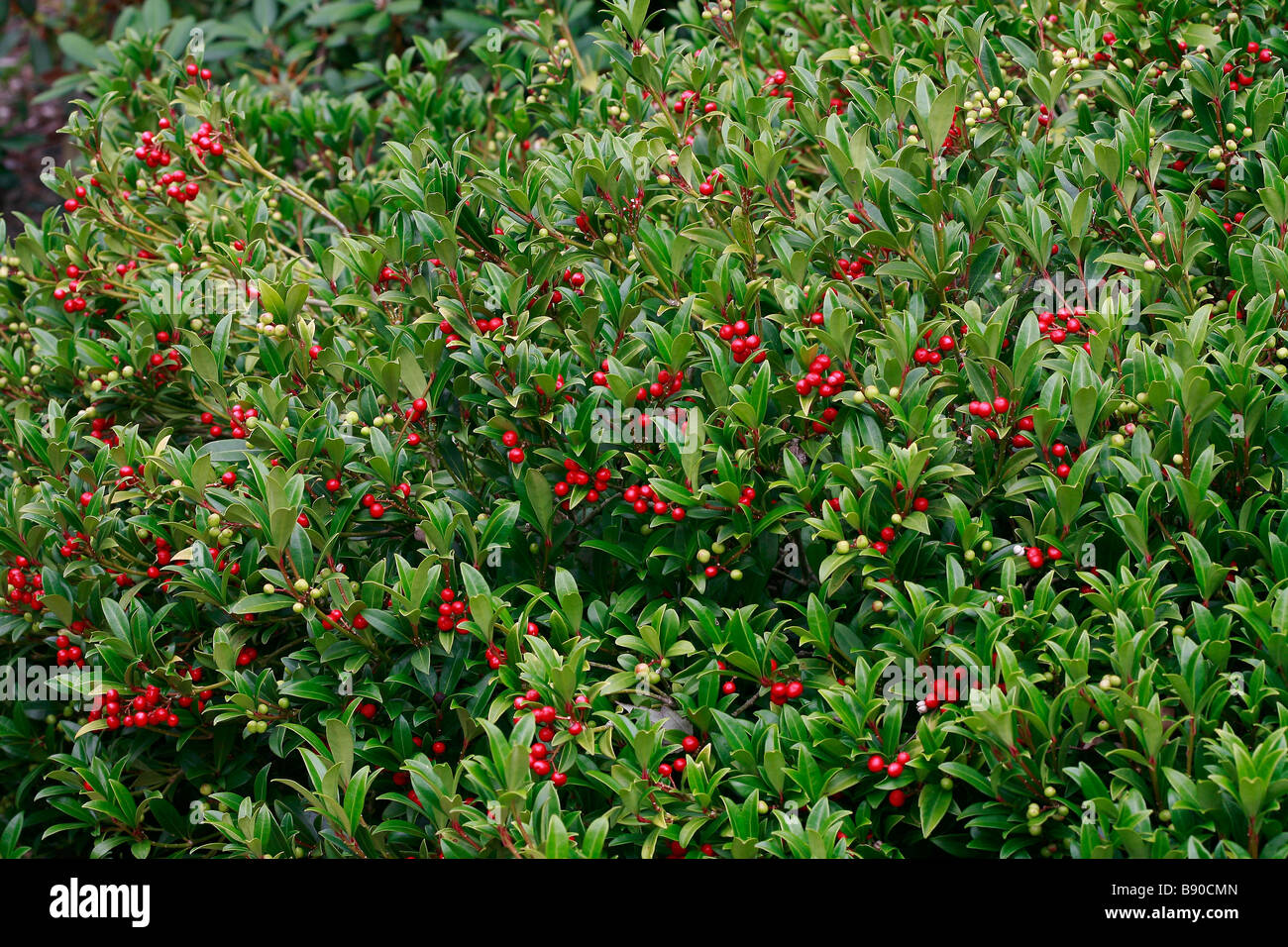 Skimmia japonica "Scarlet Dwarf Stock Photo - Alamy
