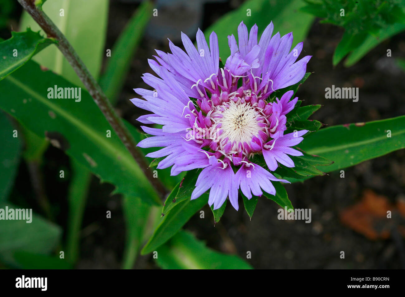 Jelitto High Resolution Stock Photography and Images - Alamy