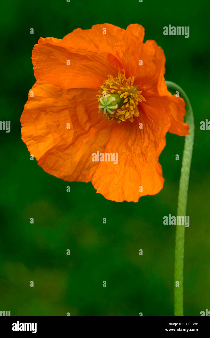 Papaver Atlanticum High Resolution Stock Photography and Images - Alamy