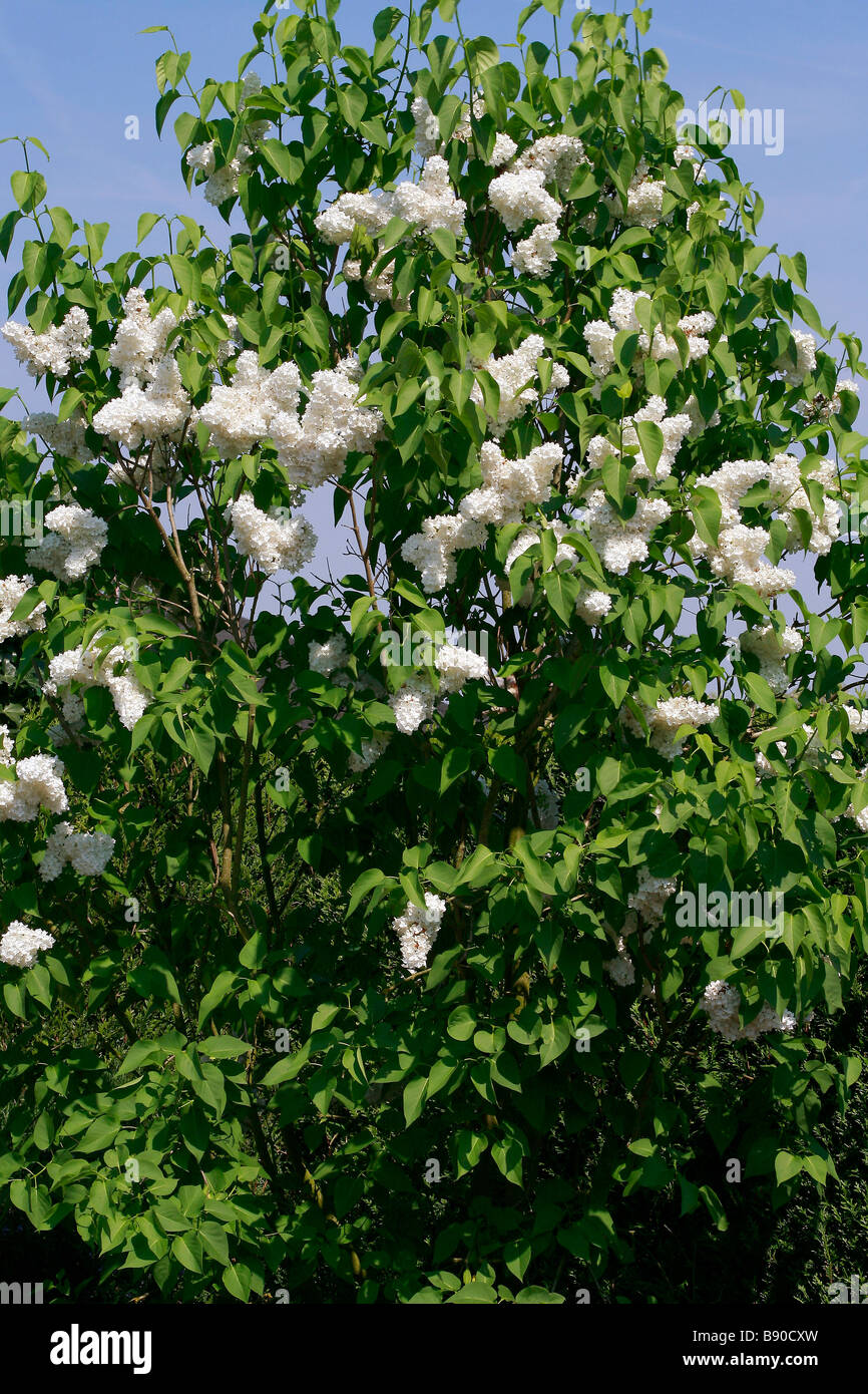 Syringa vulgaris "M.me Florent Stepman Stock Photo - Alamy