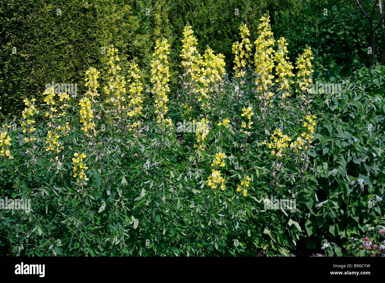 Thermopsis High Resolution Stock Photography and Images - Alamy